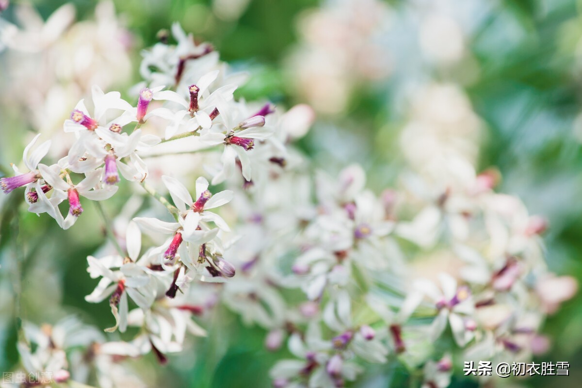 Six neem flowers of the trade wind in late spring, the light breeze is ...