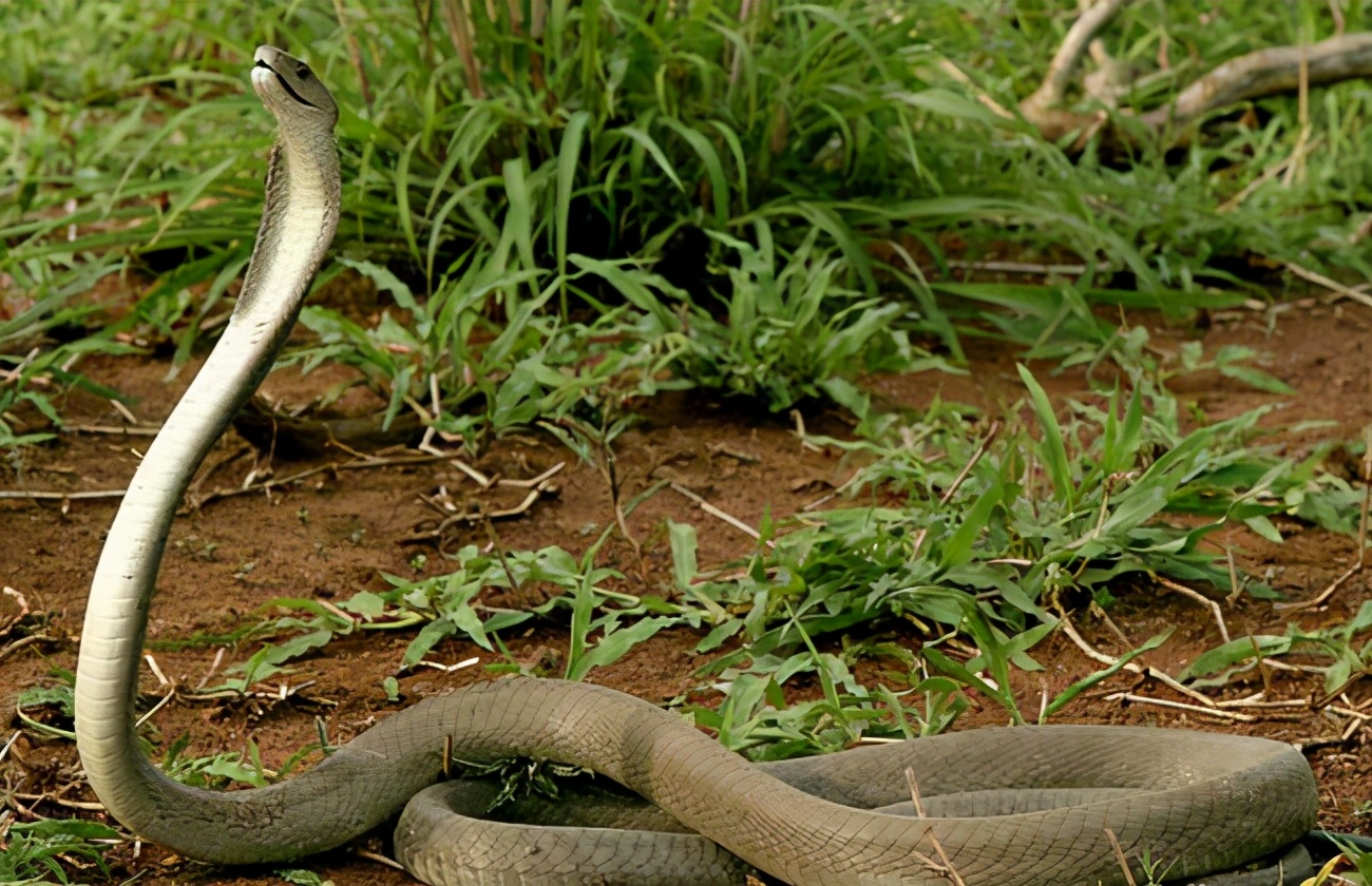 "African Grim Reaper" is also crippled?Encountered a "snake catcher ...