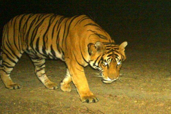 The son of the legendary tiger king: The Sudanese tiger drove high and ...