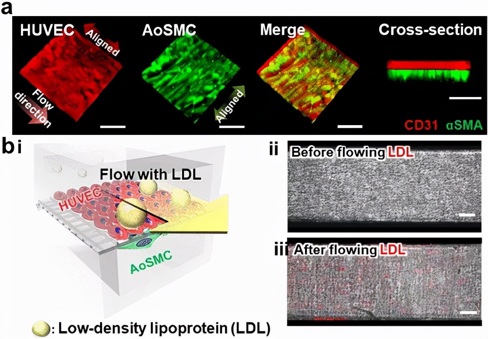 "ACS Macro Lett." A film inspired by the inner elastic layer of the ...