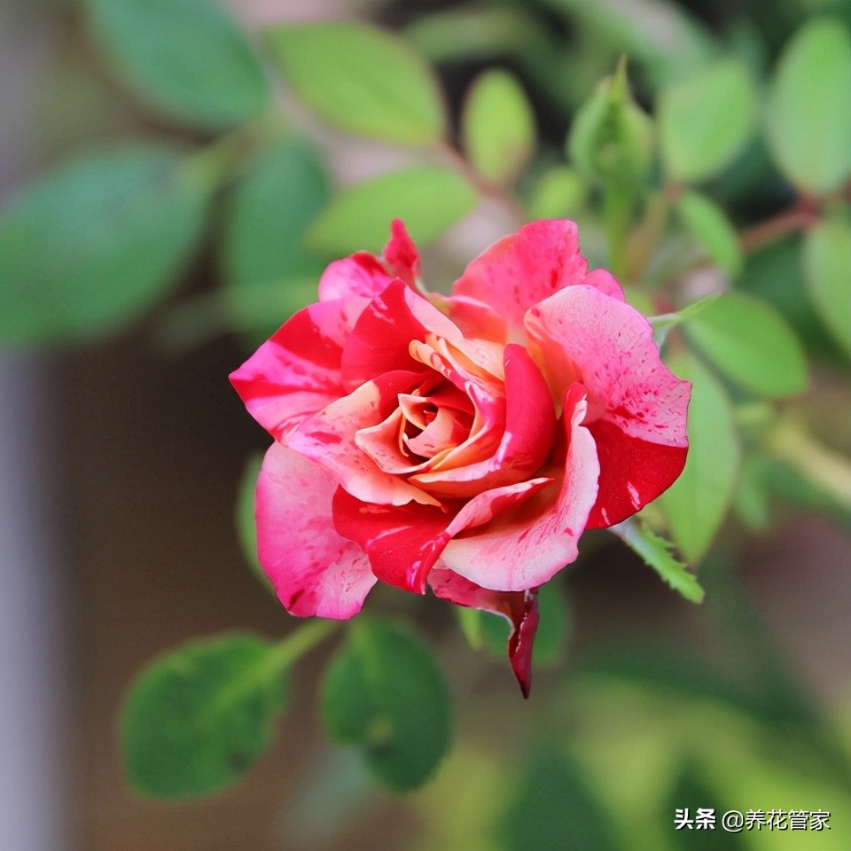 3 "painter" series roses, which one do you like? - iNEWS