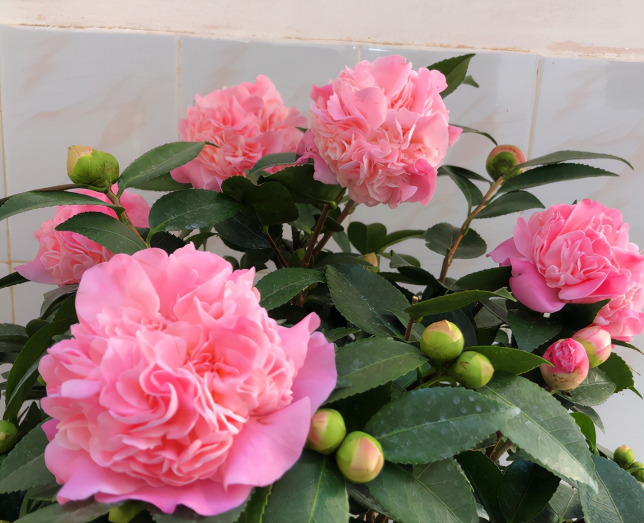 5 "bad habits" of growing flowers, change them immediately, otherwise ...