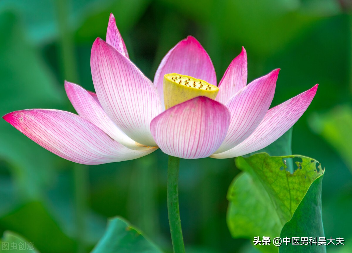 Hepatobiliary damp-heat accompanied by varicocele and grumpy ED, how ...