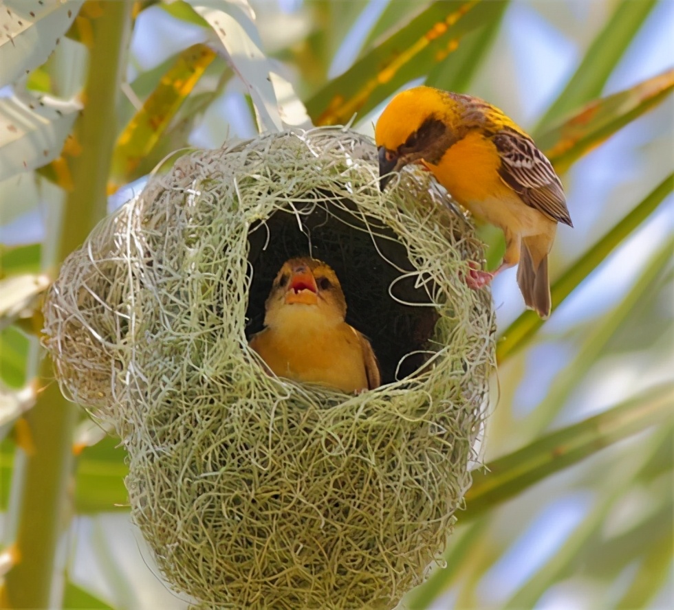 The giant bird's nest in Africa, weighing 1 ton, why no one went up to ...