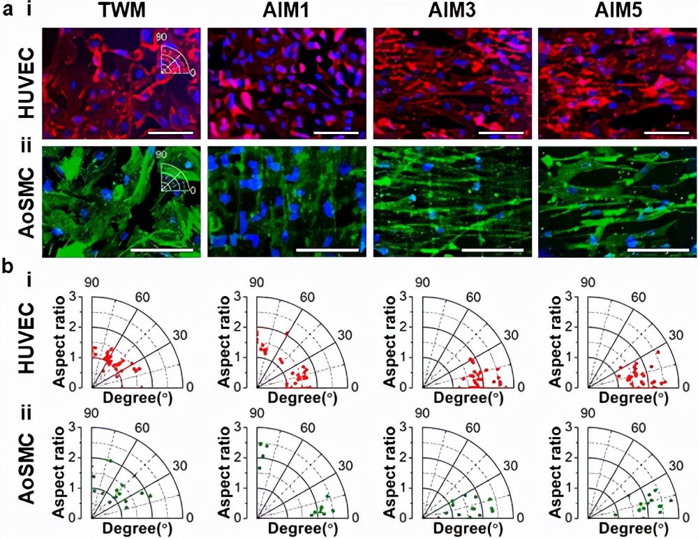 "ACS Macro Lett." A film inspired by the inner elastic layer of the artery - iNEWS