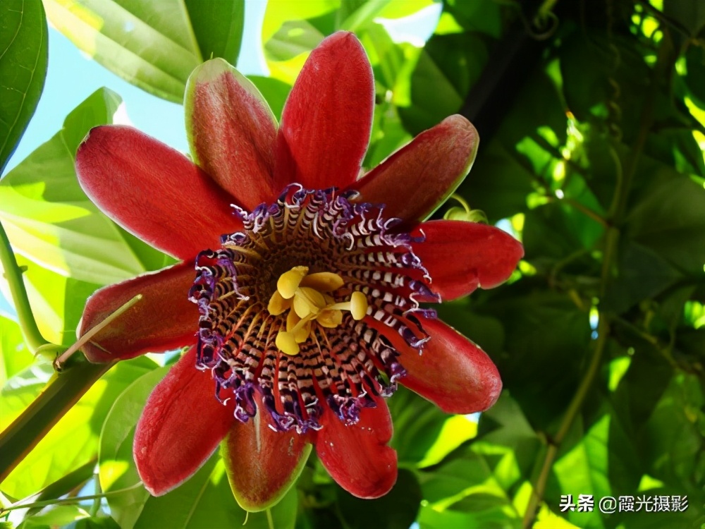 Passionflower, a commonly used flower pattern on ancient buildings, do ...