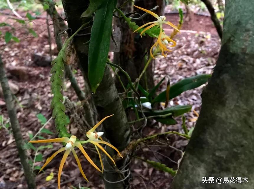 Orchid that resembles a centipede on a tree-White Spot Orchid - iMedia