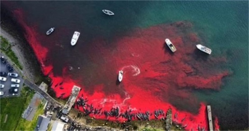 Danish traditional whaling festival, called a hunting feast, 175 pilot ...