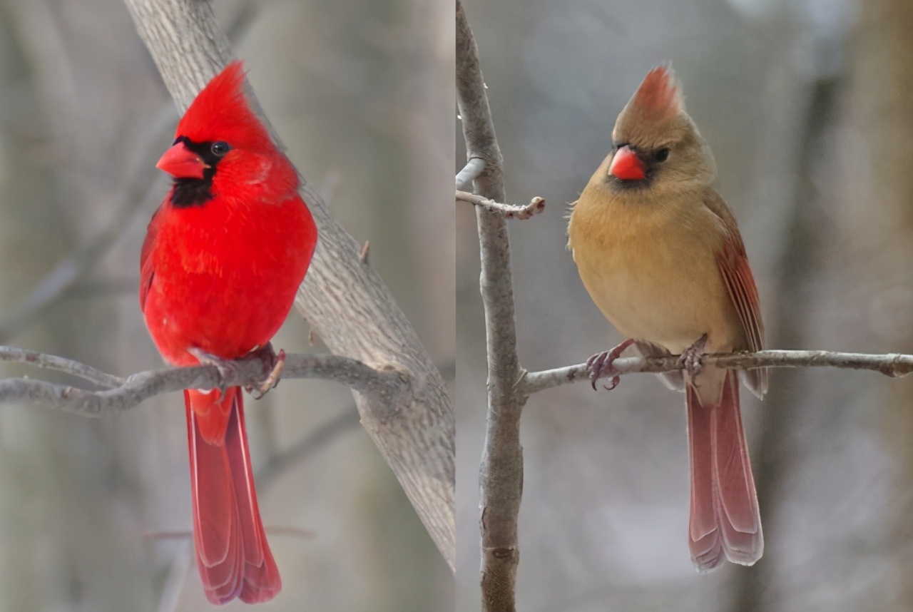 Most animals in nature are males more prettier than females. Why are ...