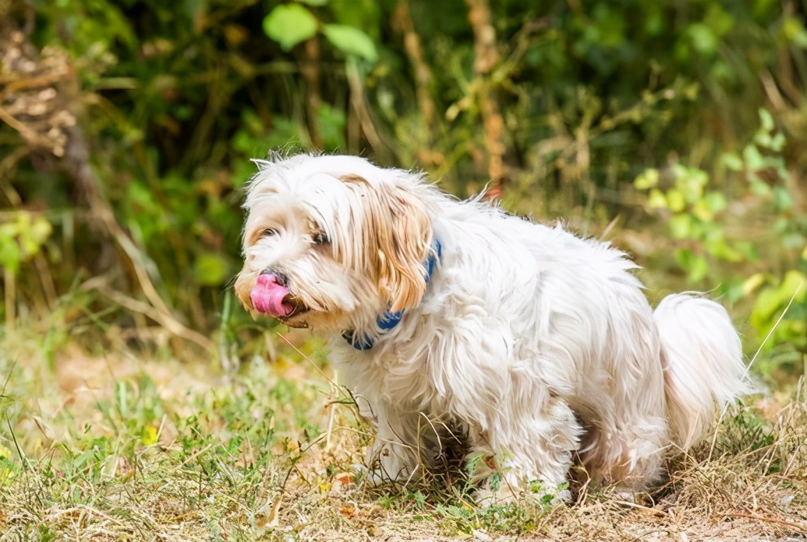 Why does the dog go round before defecation?It turns out that these ...