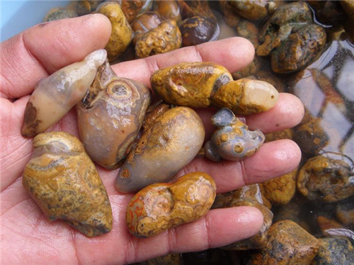 There are only two nine-eyed dzi beads in the world, one of which is ...