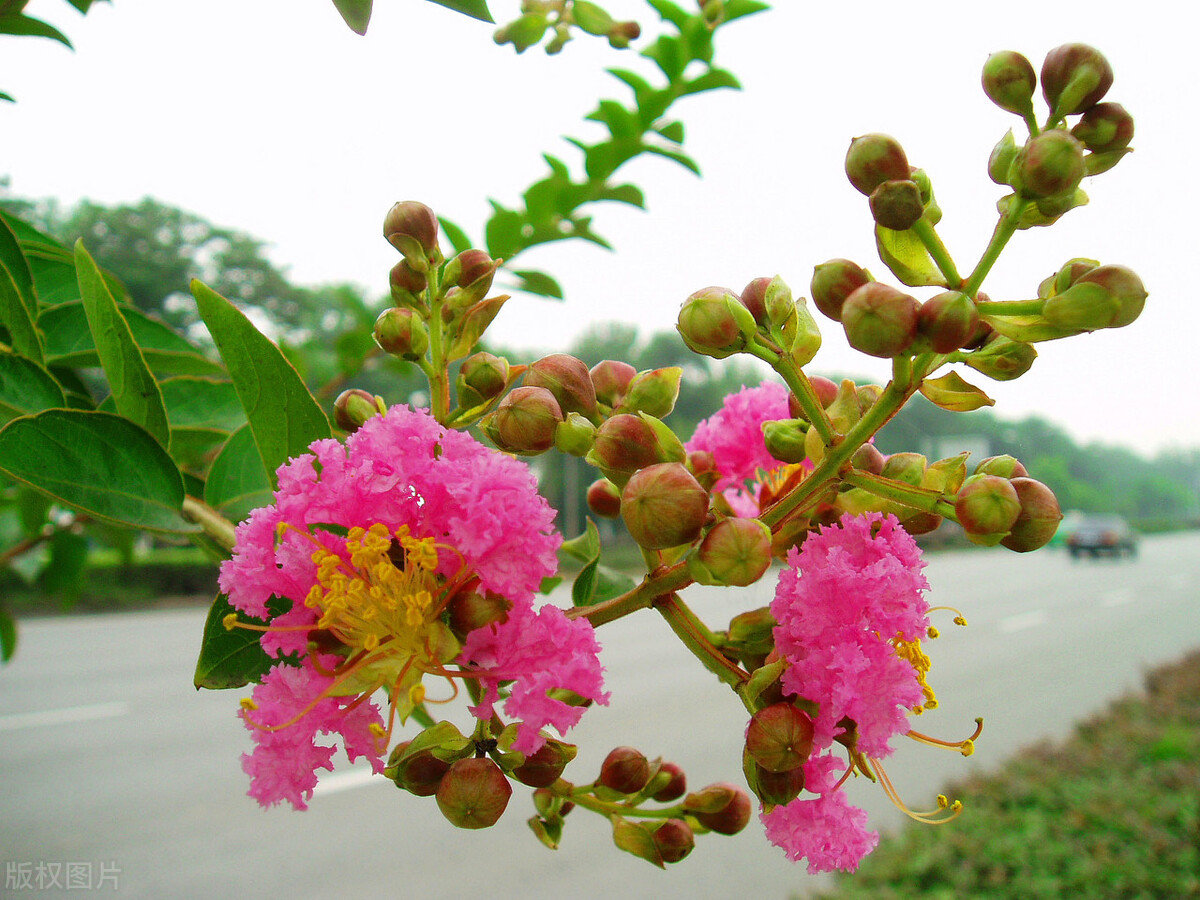 Thousands of years of "antique flowers", do not need money to take home ...