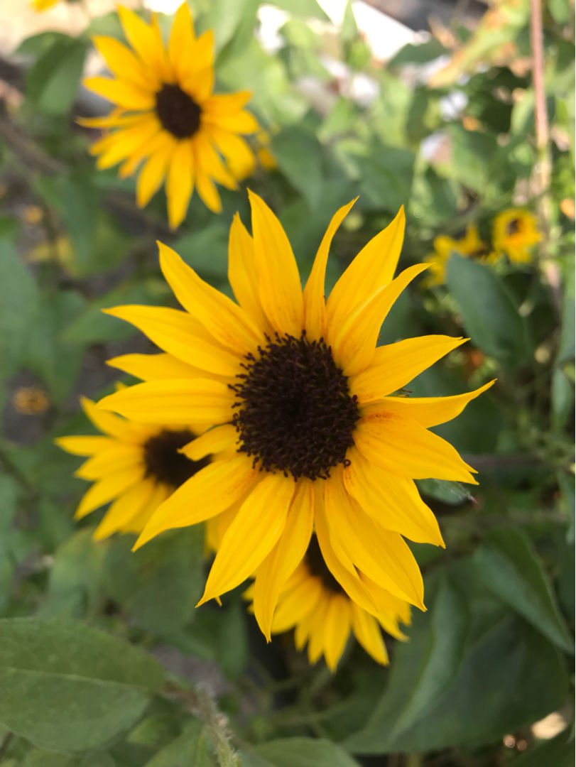 The "flowering machine" in the flower industry is easy to maintain and ...