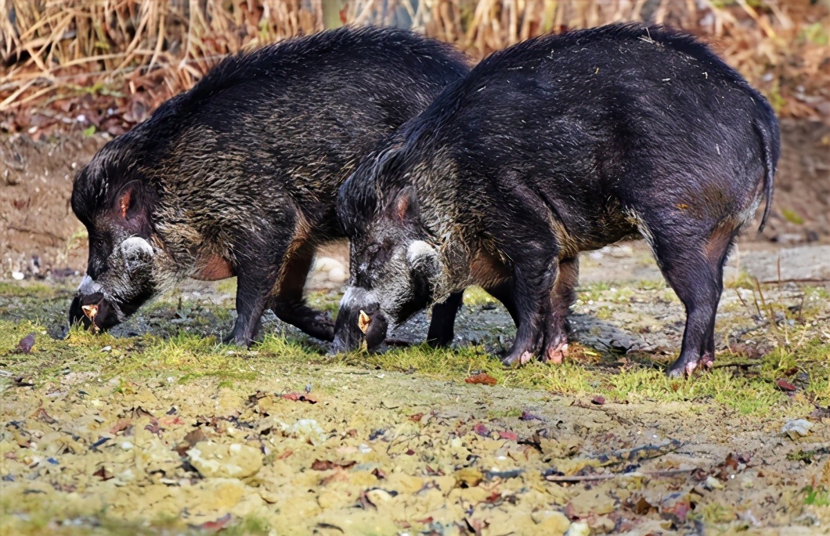 Wild boar in Fukushima, Japan?Strange hybrids have been produced, and ...