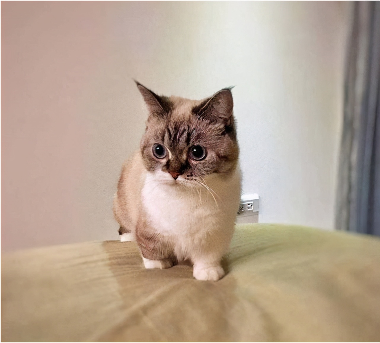 Advice: Don't rush to raise a "short-legged cat", first understand its ...