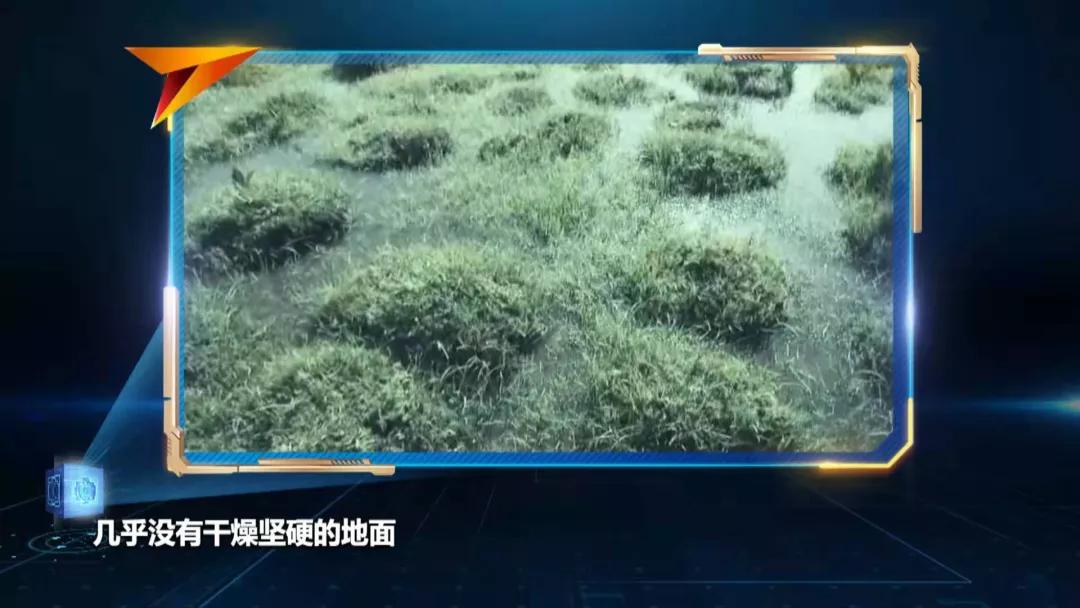 Why did the Red Army plant so many branches on the way across the ...