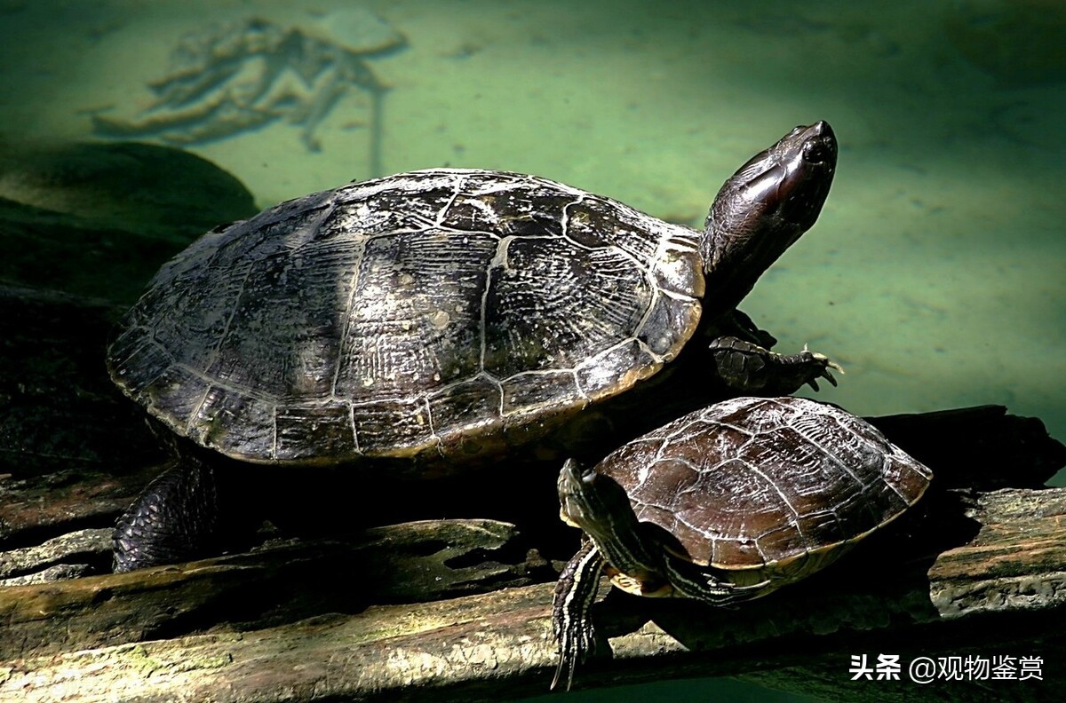 Is the Chinese tortoise a deep-water or shallow-water turtle? - iNEWS