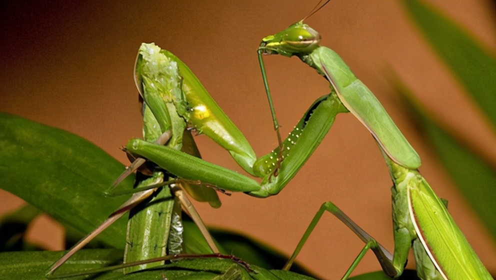 Why does the female praying mantis turn around to eat the male praying ...