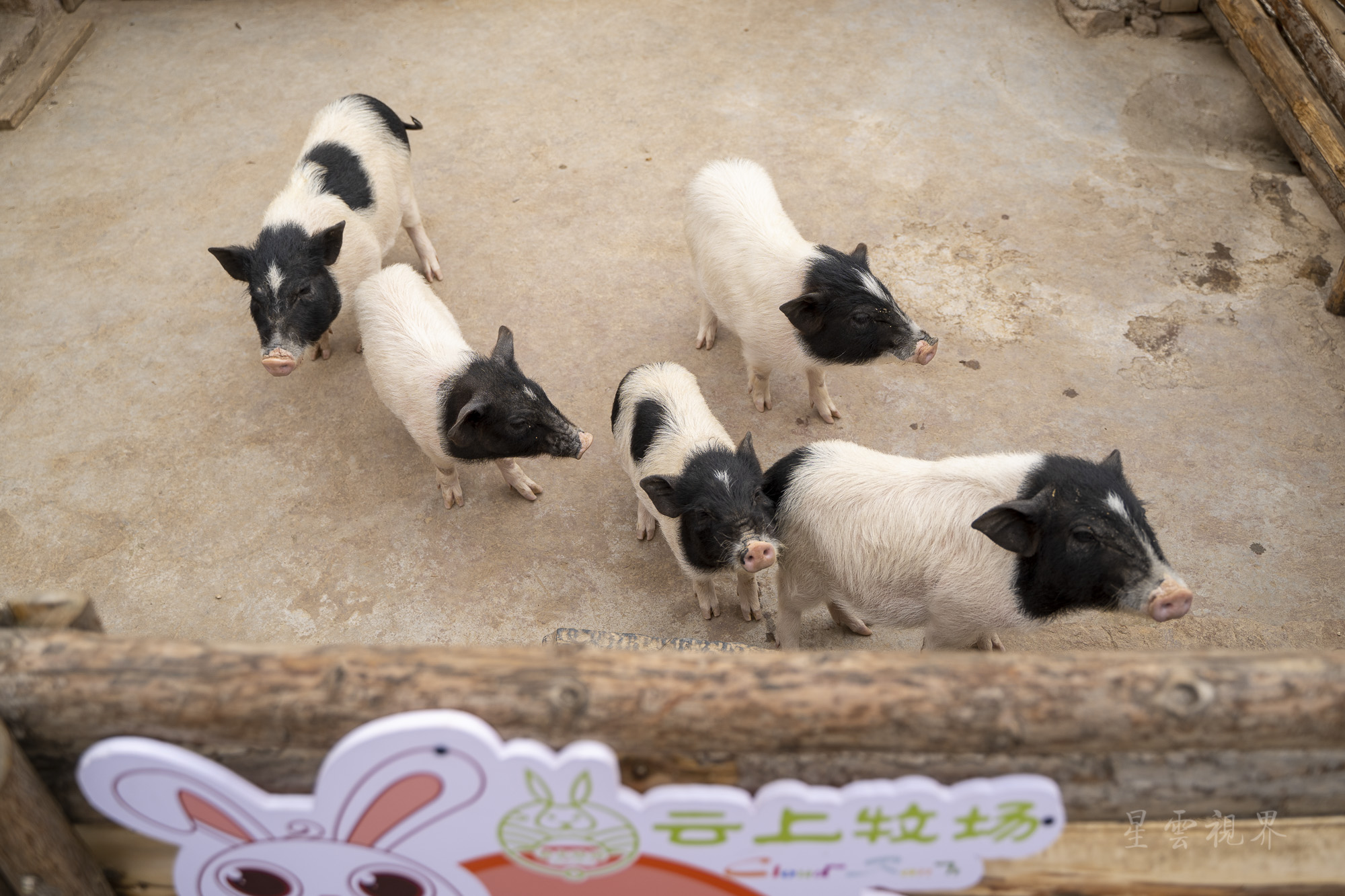 Spring tour to Fuxi Mountain, walk into Yunshang Ranch, overnight in ...