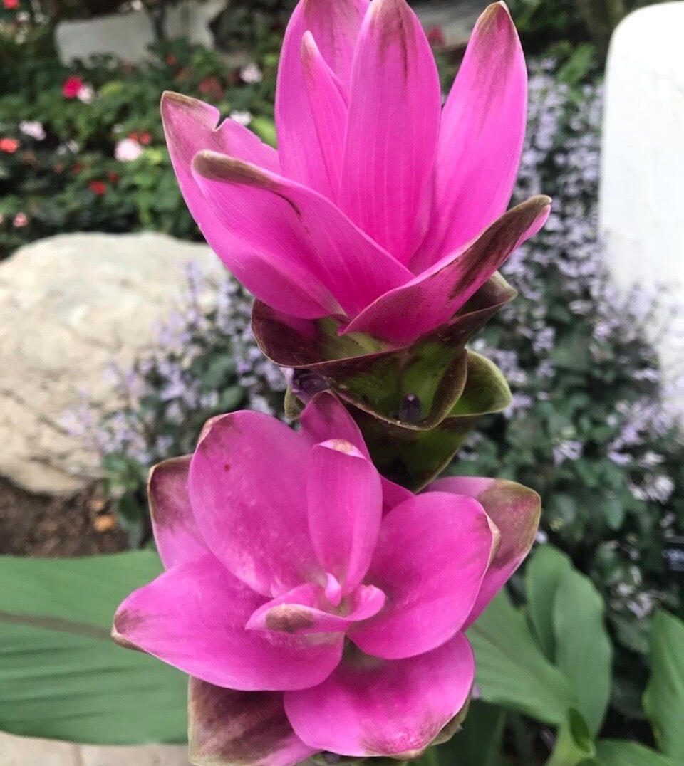"Ginger in a pot" at home, blooming "Lotus", inserted in a vase, and ...