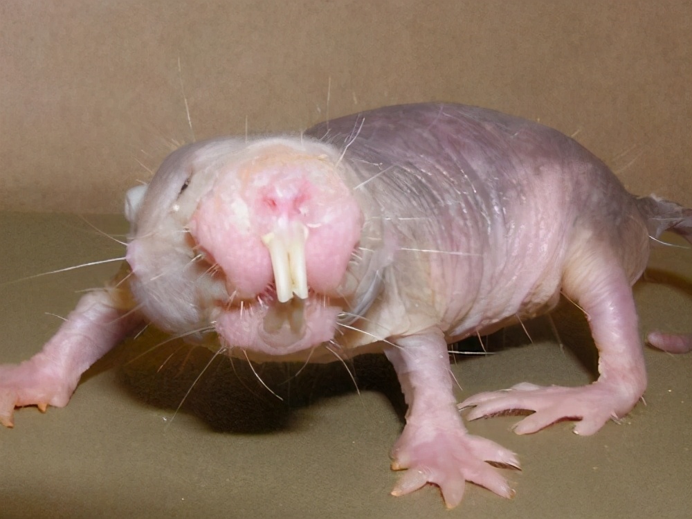 Naked mole rats are the ugliest rodent, they are not afraid of cancer ...