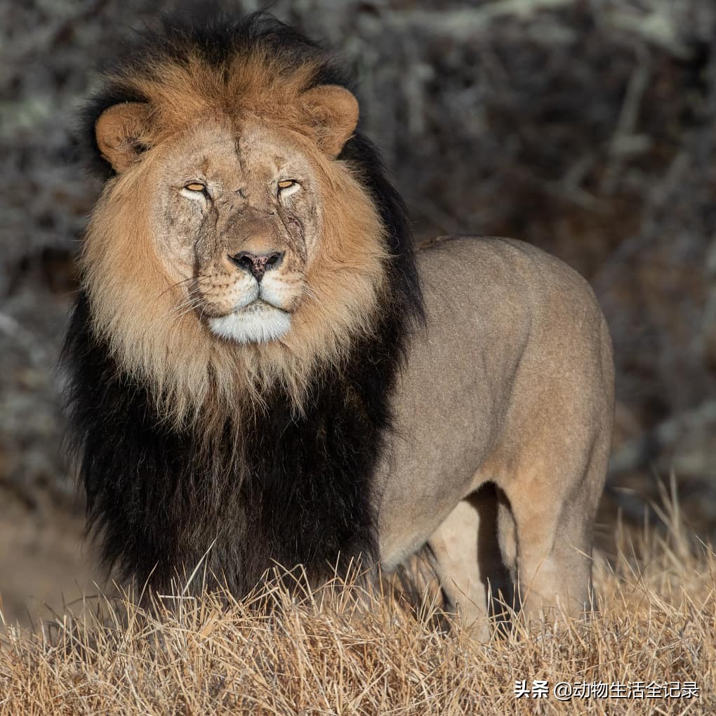 Escape expert: Silver West Lion, South Africa's most famous fleeing ...