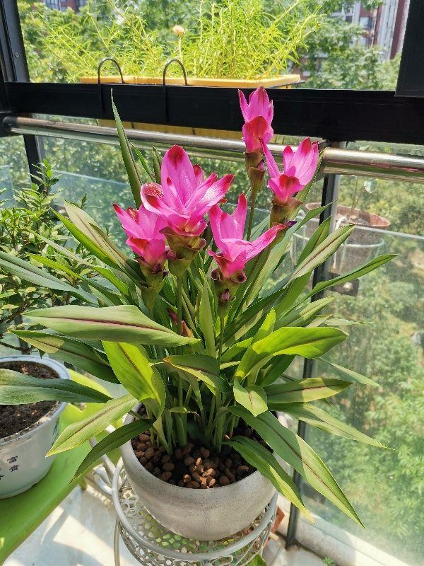 "Ginger in a pot" at home, blooming "Lotus", inserted in a vase, and ...