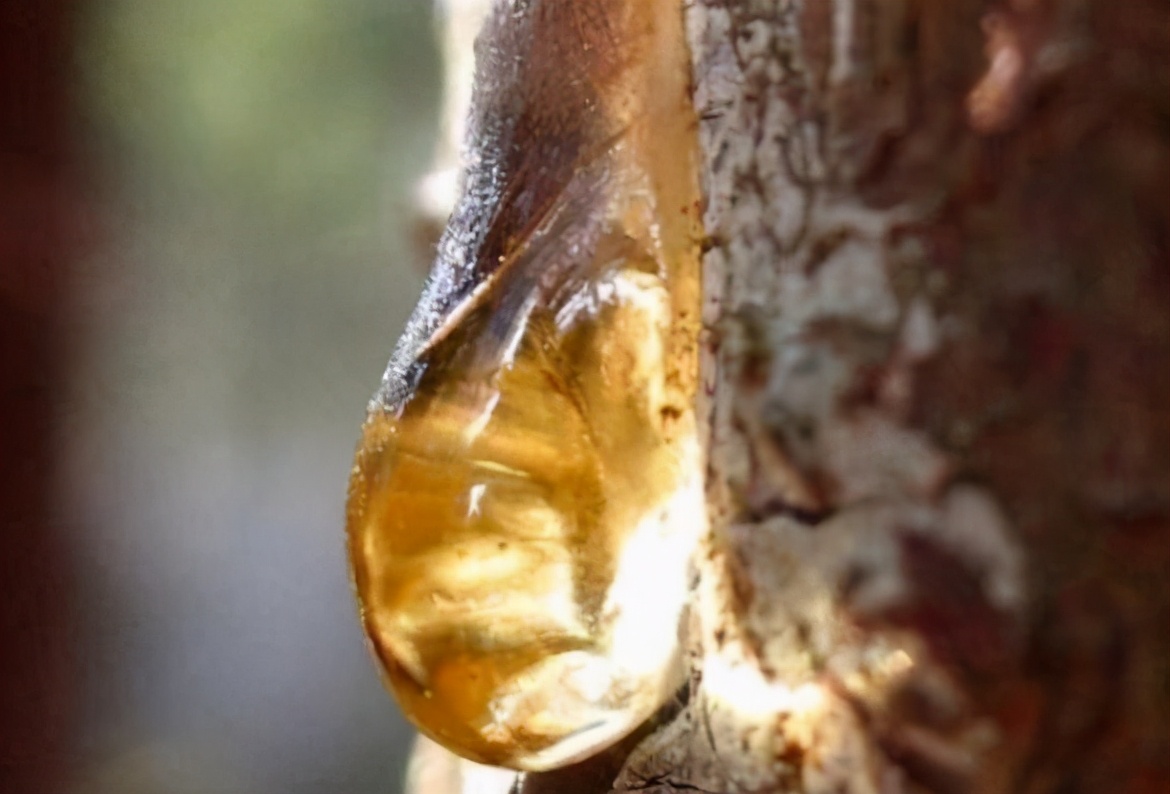 It turns into amber during mating and is still watched 41 million years ...