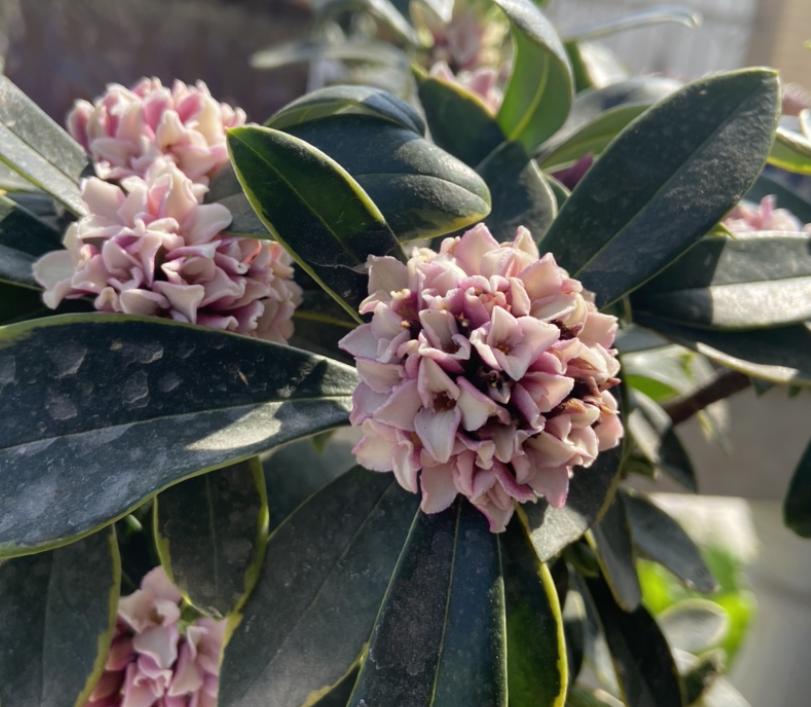 Phnom Penh Ruixiang, blooming all over the yard and scented, but ...