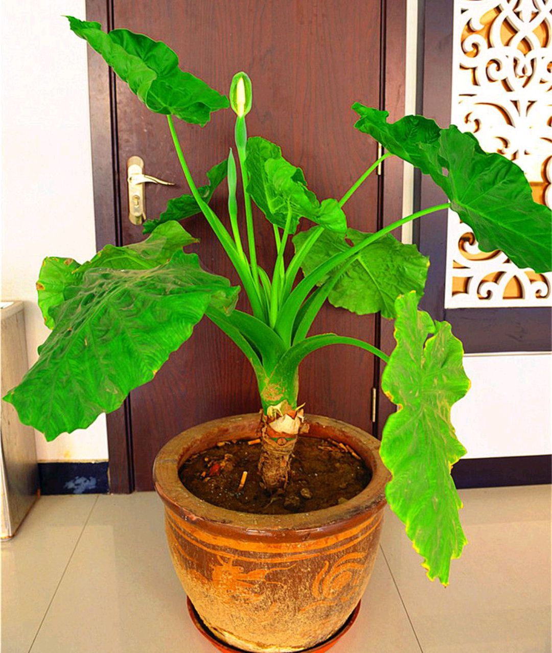 7 kinds of "big poisonous flowers", usually common, pinch a leaf, out ...
