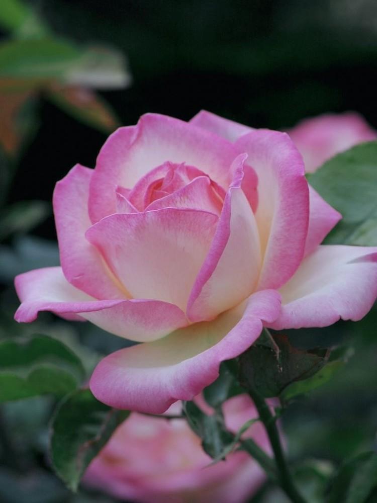 These 5 "princess" roses are too immortal, the flowers bloom and have a ...