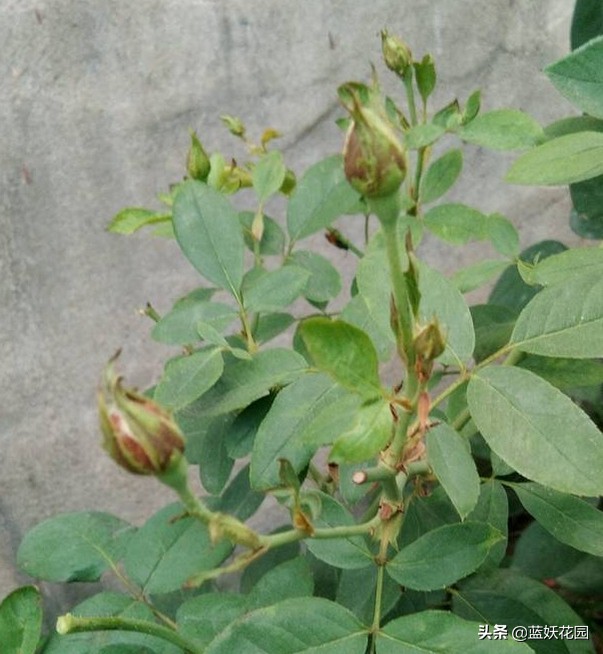 What's the matter with withered and deformed rose buds?These 3 points ...