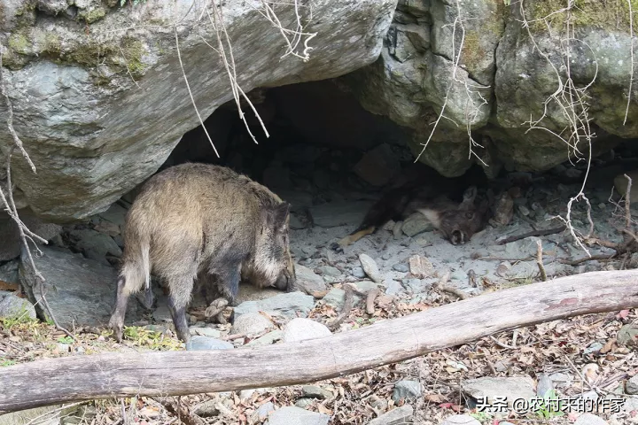 Where do wild boars usually hide to make their nests? How can they ...