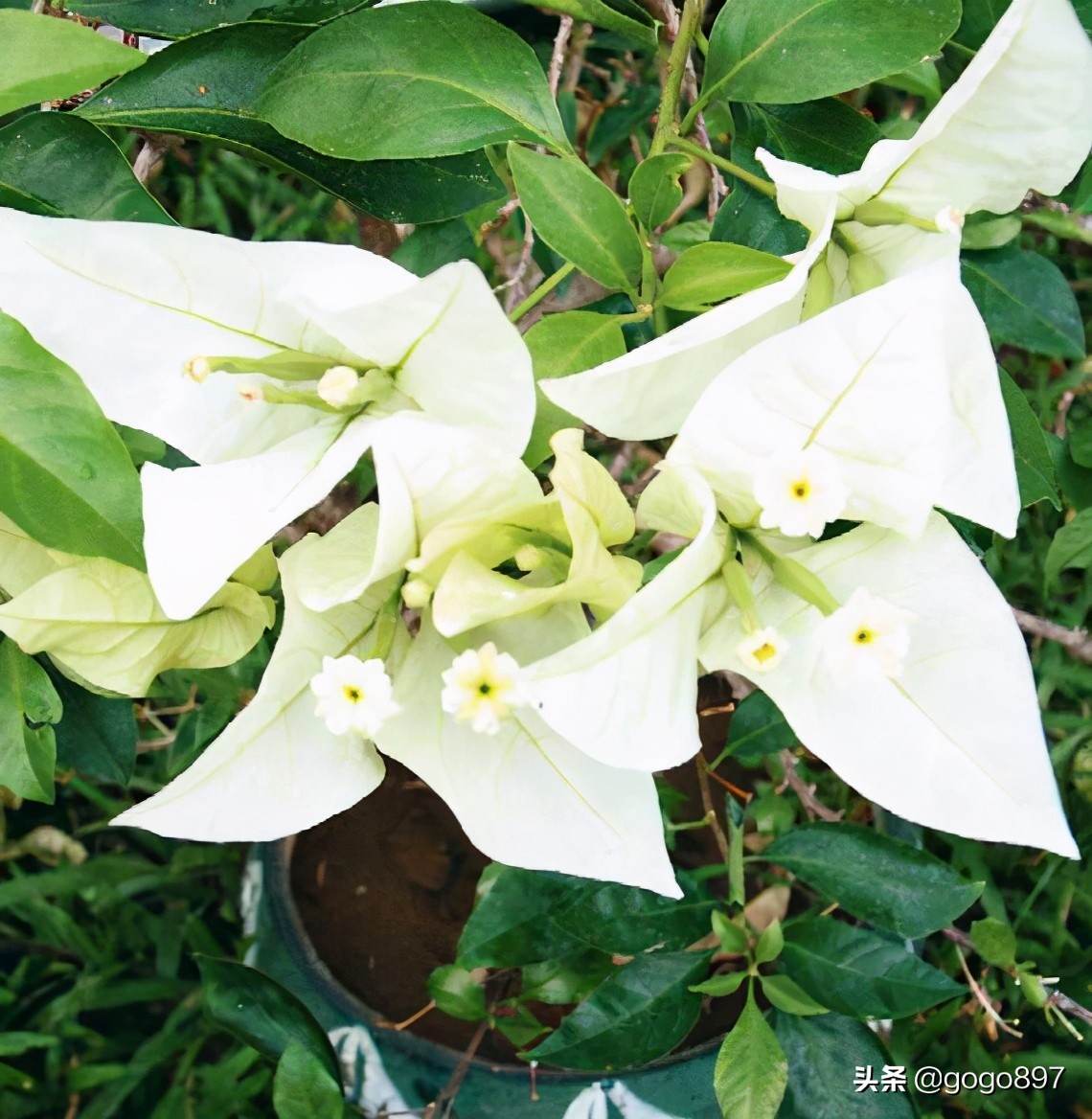 The beauty of triangle flowers - iMedia