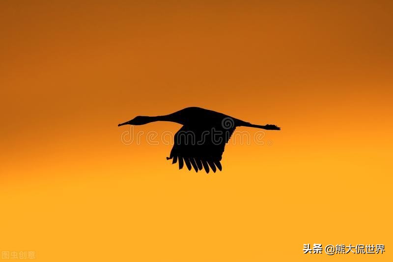 Why does Crane stand on one foot and sleep? - iMedia