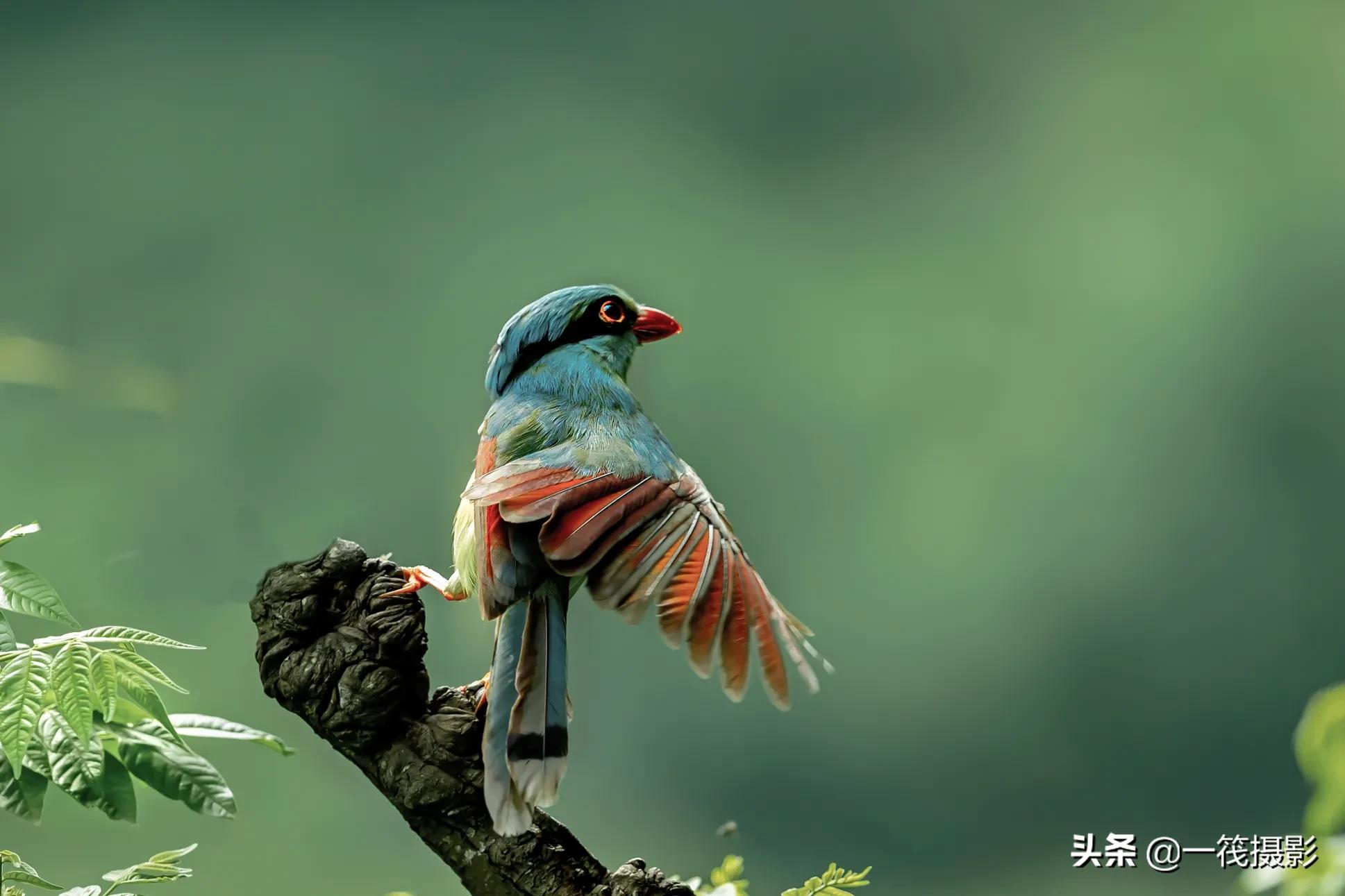 The star bird of Guangxi Nonggang-Indochinese green bird.Between ...