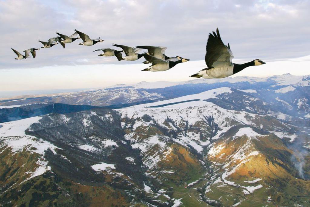 Just two days after they were born, they have to jump a hundred meters ...