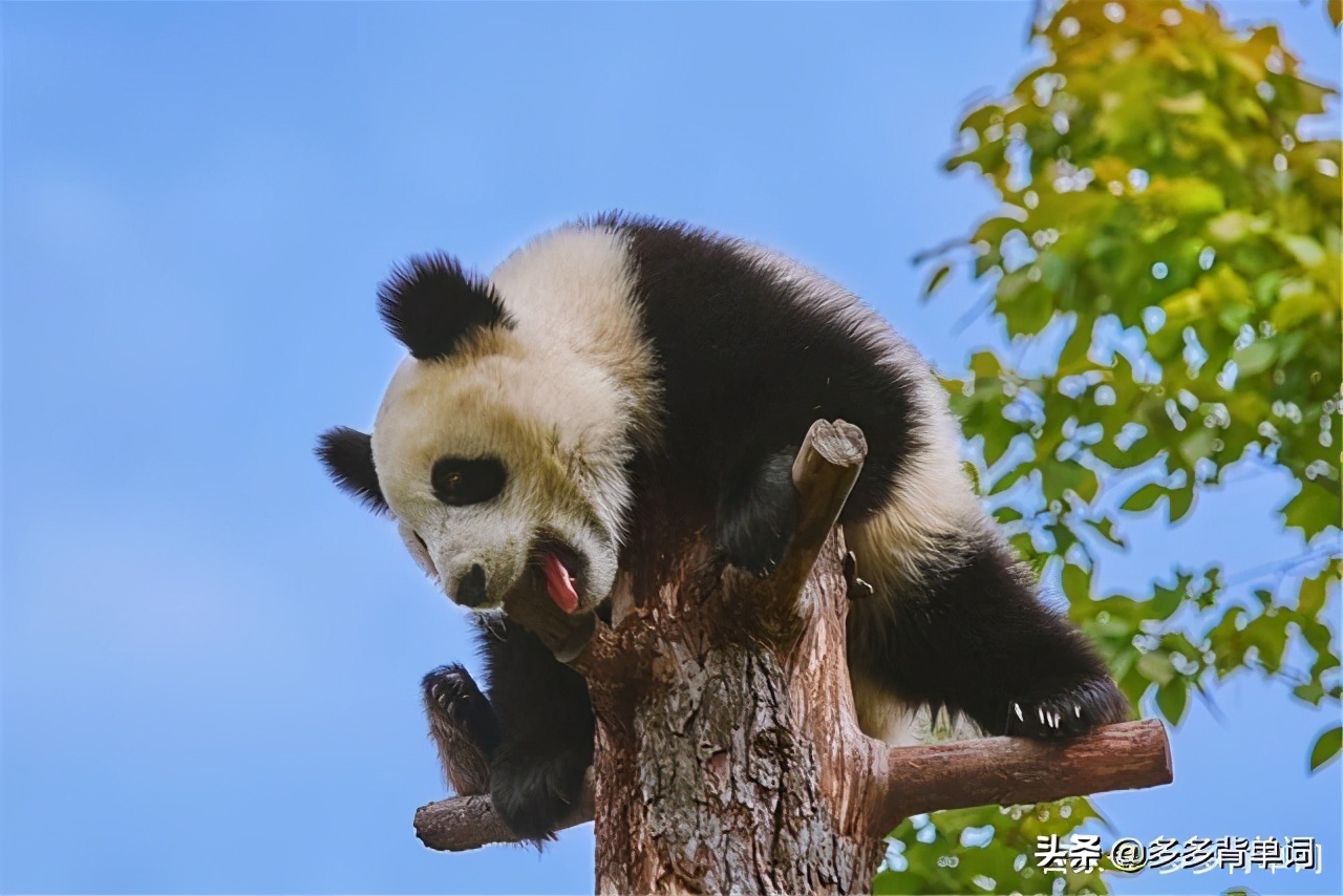 The only known albino panda in China - iNEWS
