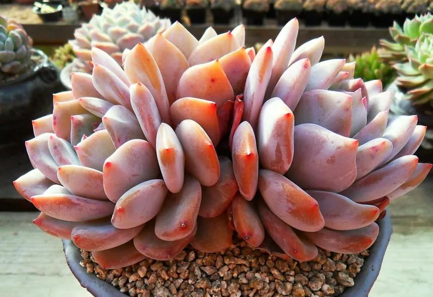 Orange Monroe, the angel of the fleshy world, whose white moonlight is ...