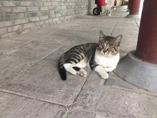 The cats in Xi'an are different, they all have culture!It's a good ...
