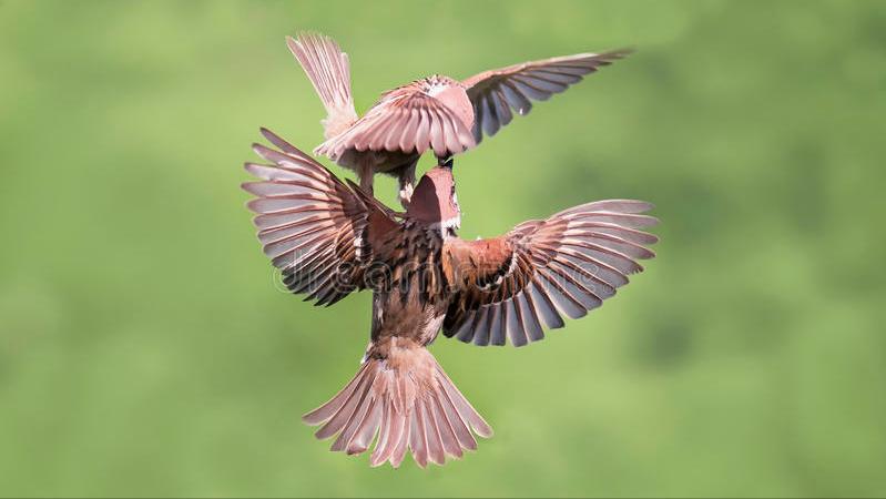 Sparrows chattering is annoying, but they are in fact precarious, with ...