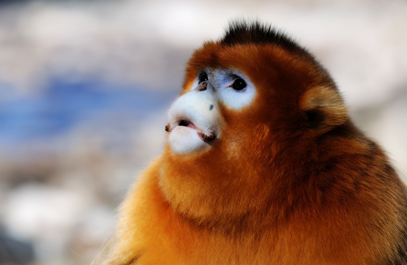 The first-level protected animal appeared in Sichuan, this time more ...