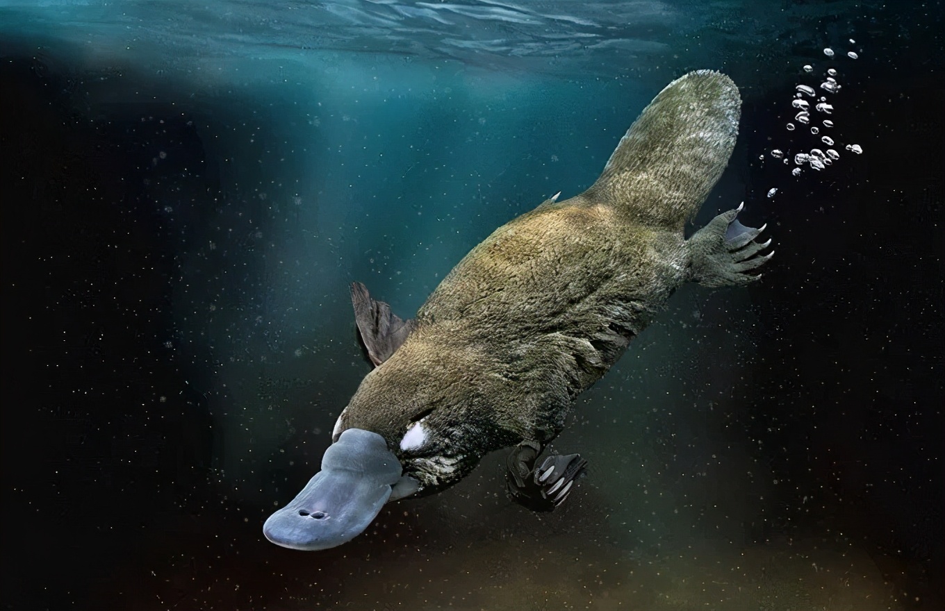 Is the platypus extinct? Mammals are poisonous and will lay eggs. They ...