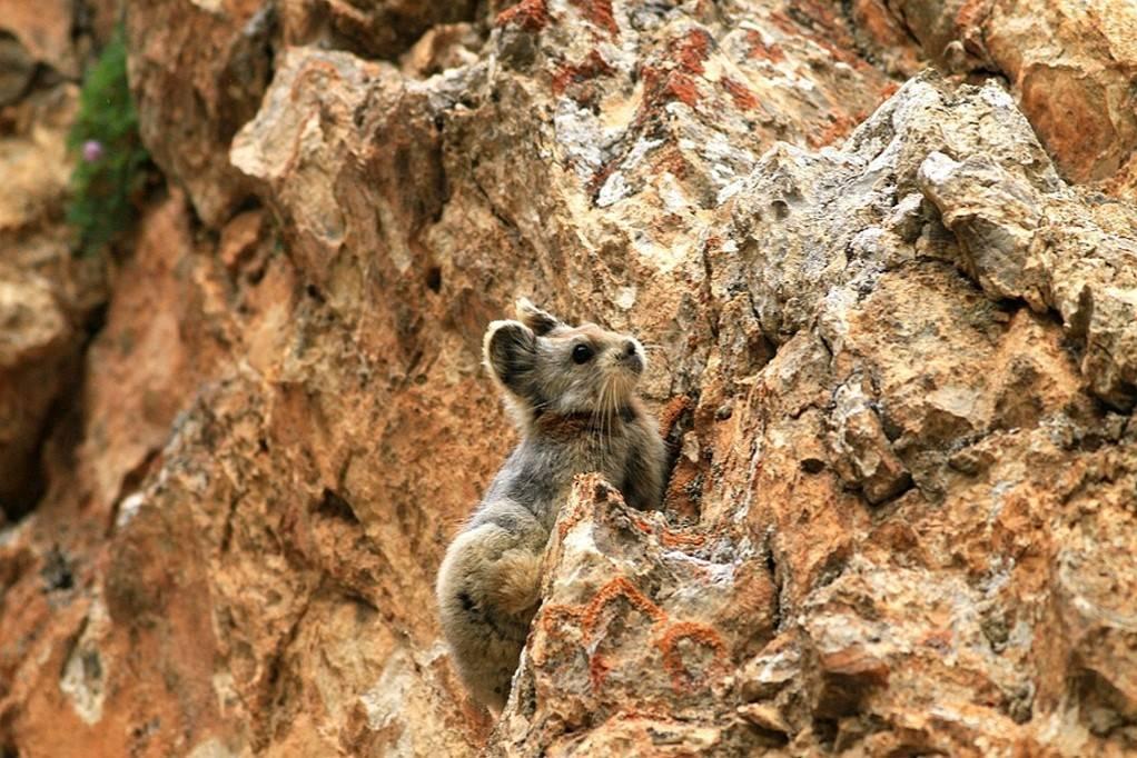 Ili pika, a rare animal in Xinjiang, reappeared after 20 years of ...