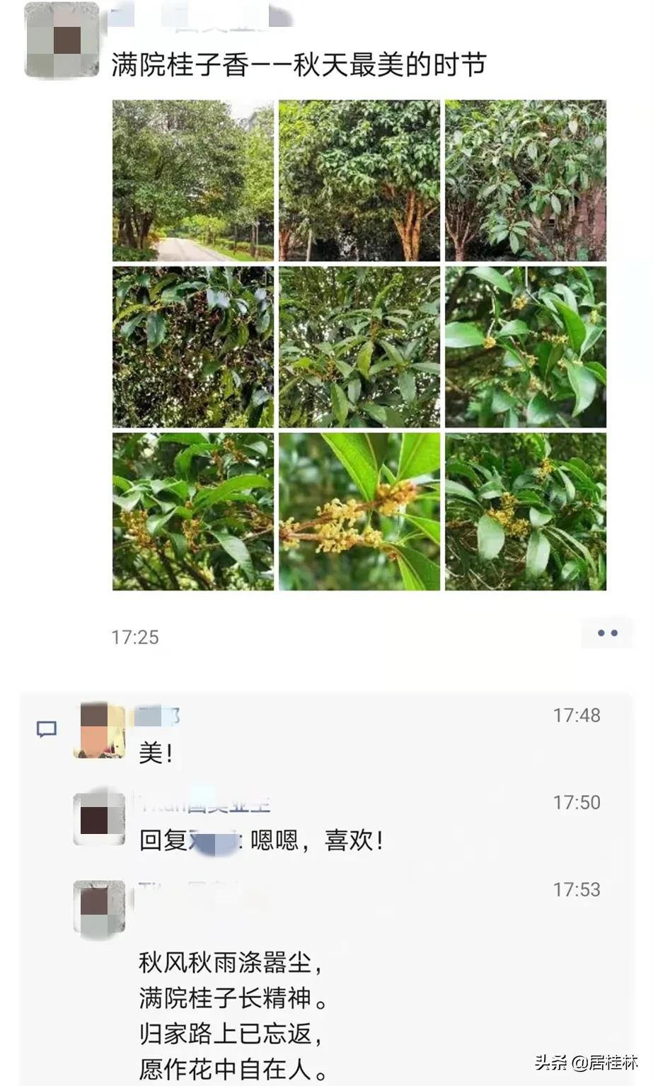 In Guilin, osmanthus flowers bloom in the whole city, which district is ...