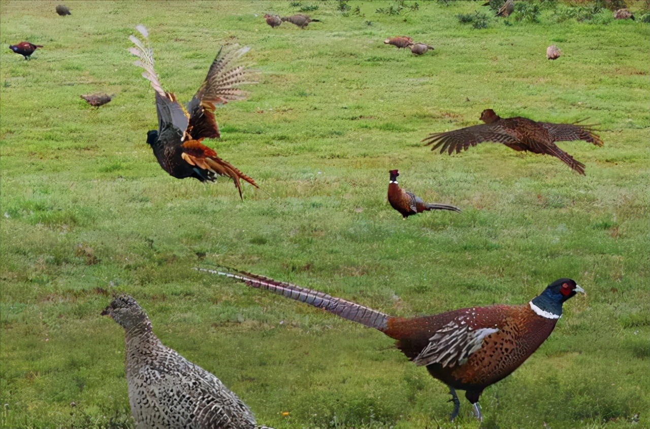 The flood of pheasants is drooling when they see the food. Why doesn't ...