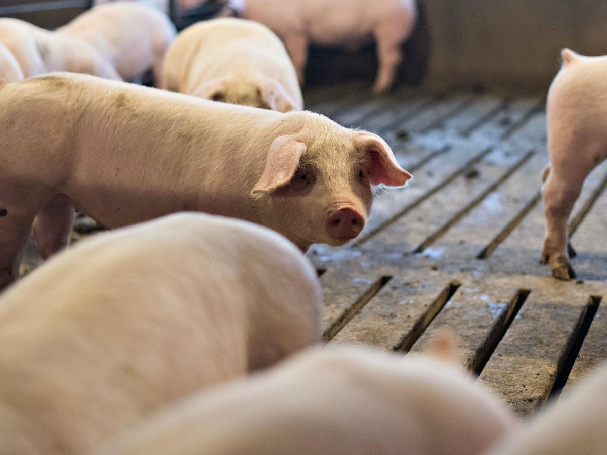 The genetically modified "muscle pig" is full of muscles and mutated ...