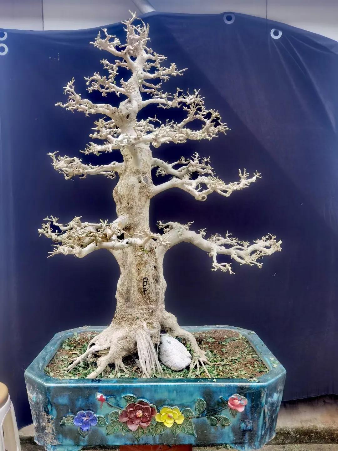 Do you know the "living fossil" tree?Let's find out - iNEWS