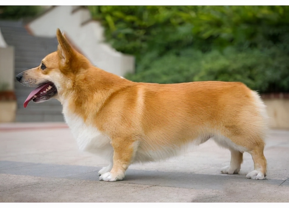 Corgis are pure and impure, you can see from these 5 places, you can ...
