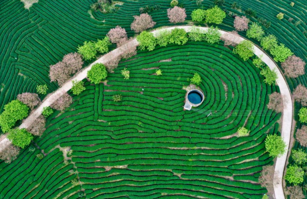 China's tea map: 6 major tea categories and hundreds of good teas are ...